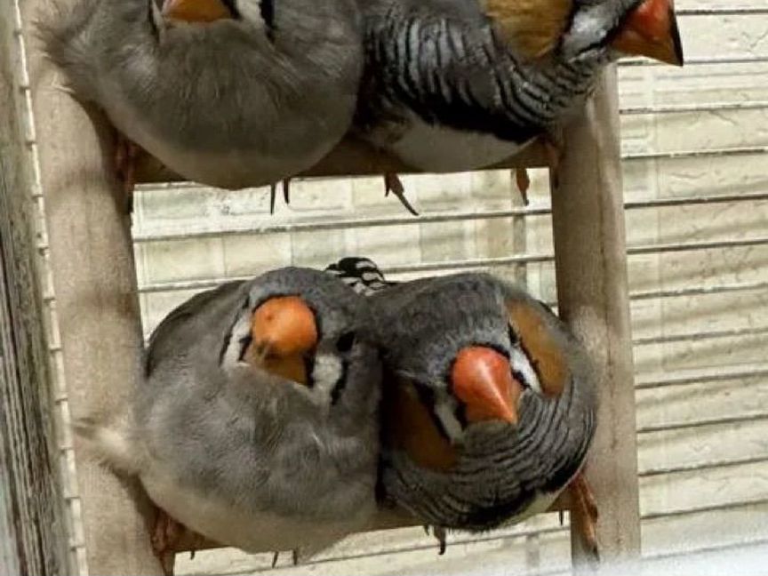 Зебровые амадины