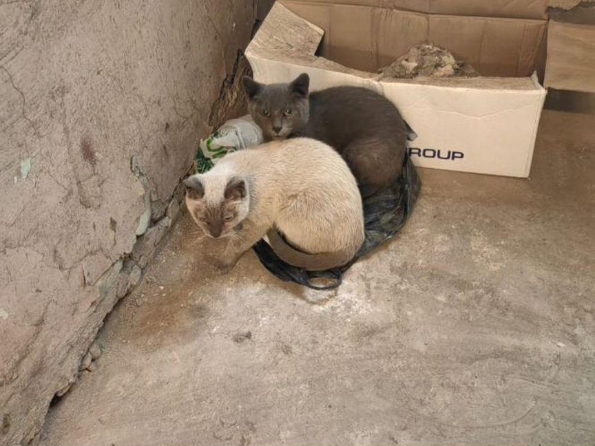 Заводские котята