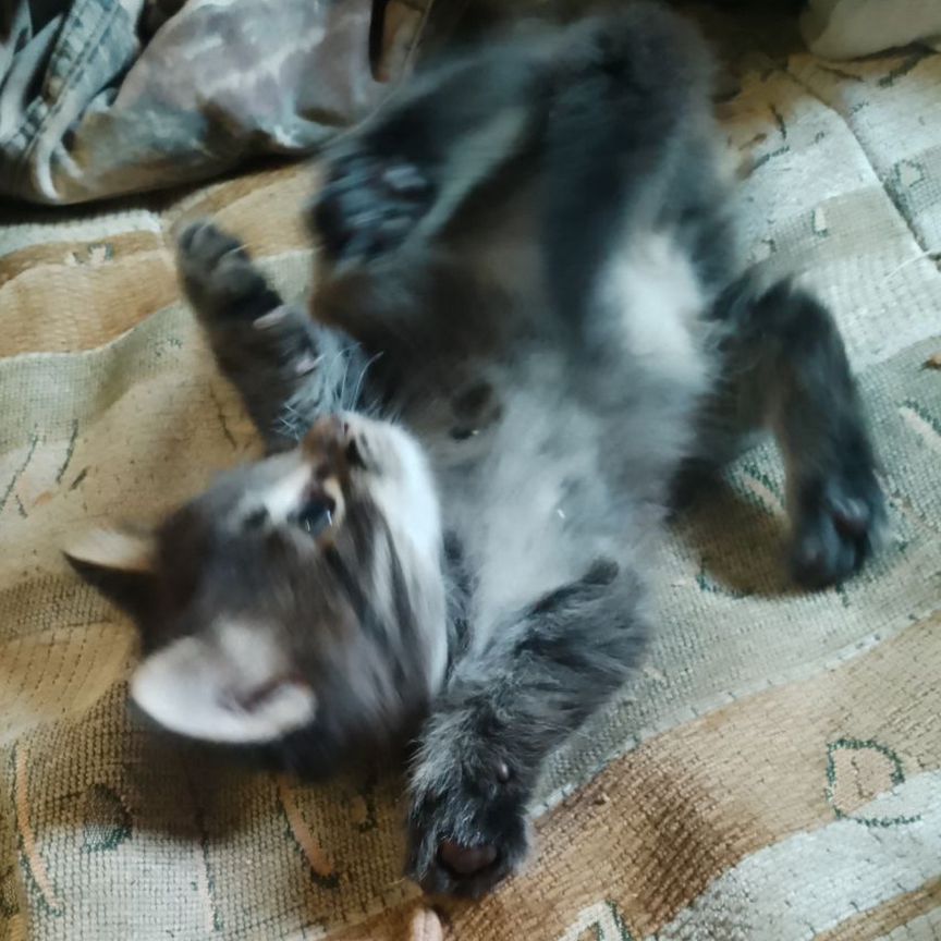 Котёнок в добрые руки