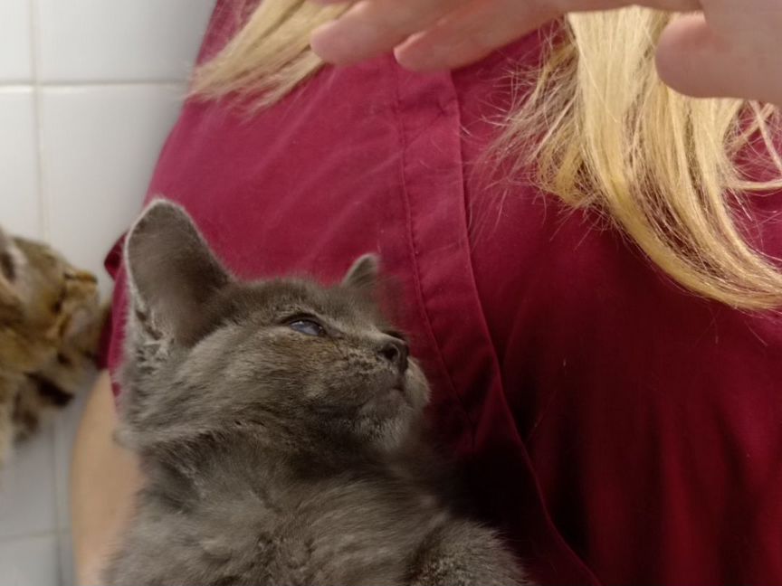 Котёнок в добрые руки бесплатно