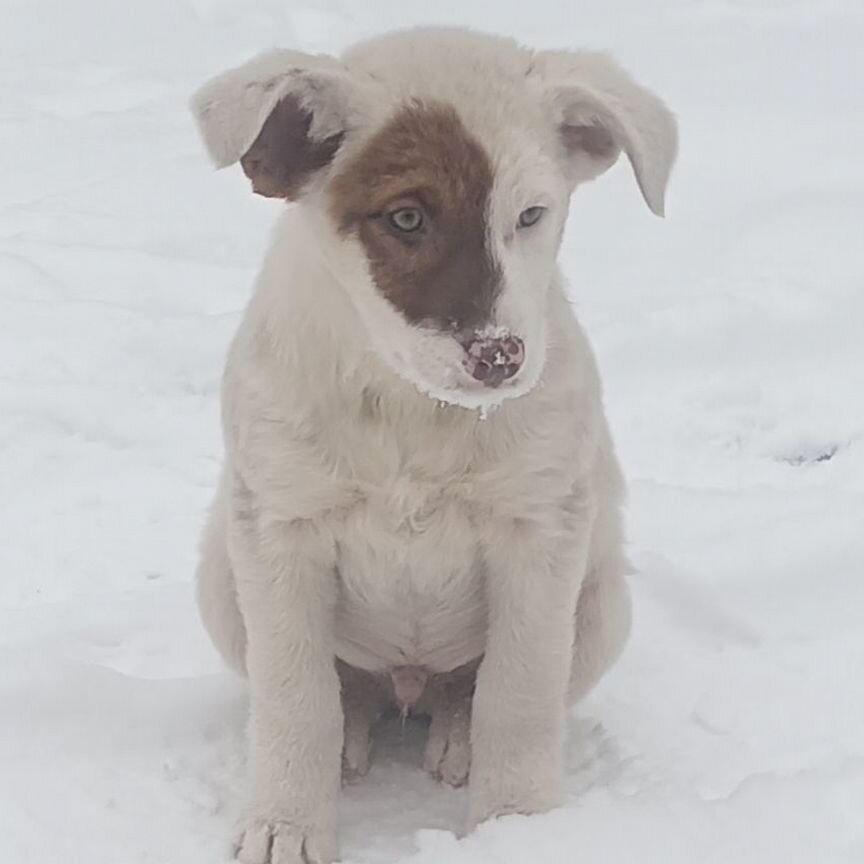 Щенок в добрые руки