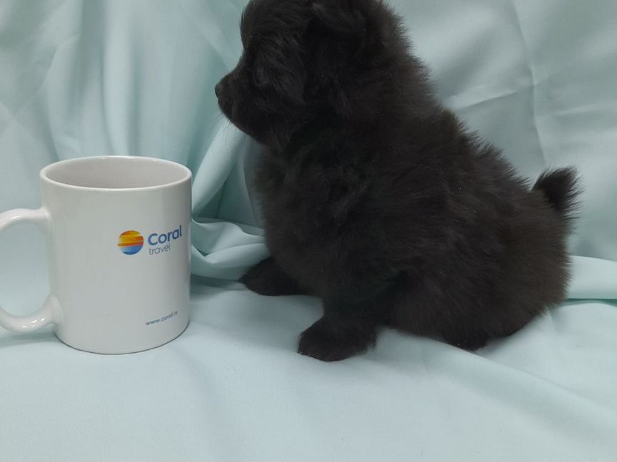 Померанский шпиц