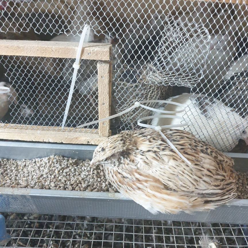 Перепелки несушки