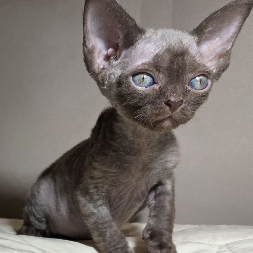 Девон-рекс котёнок