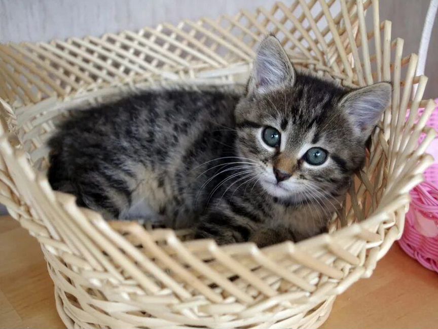 Кошка в дар бесплатно