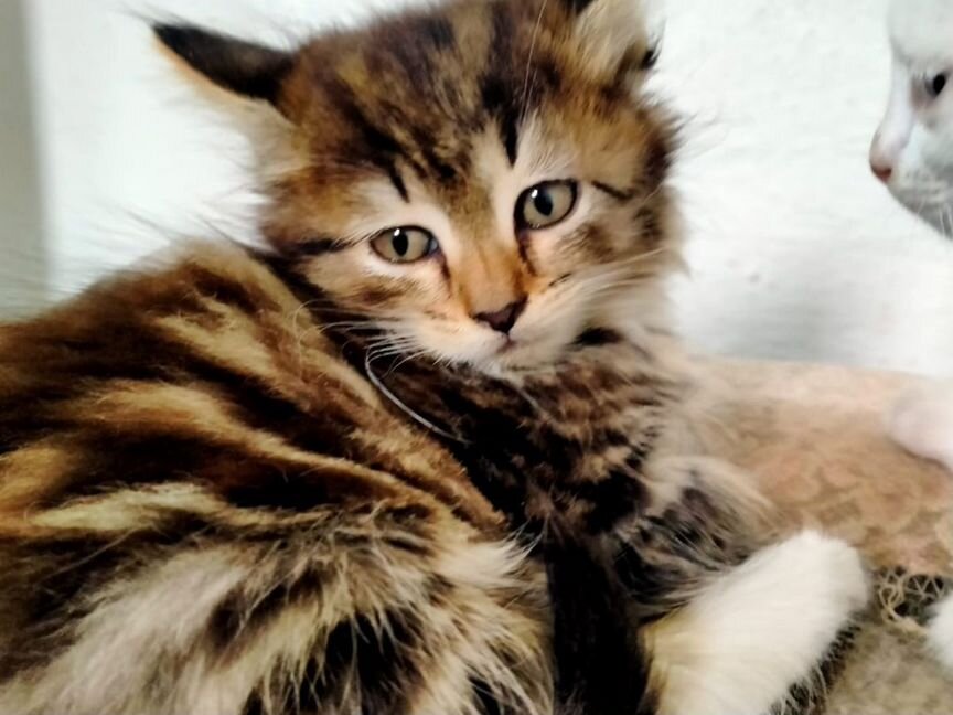 Очень милые котята