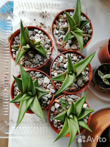Хавортия Лимолистная спиралис купить в Москве | Товары для дома и дачи ...