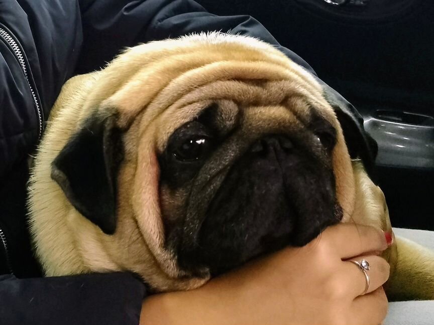 Мопс Леонид