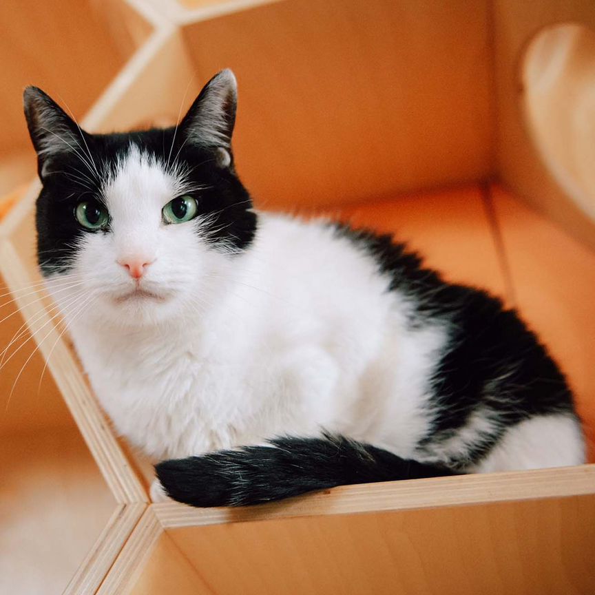 Взрослый кот из приюта