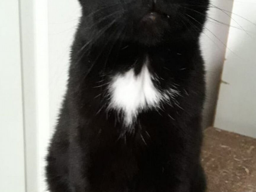 Кошечка в добрые руки