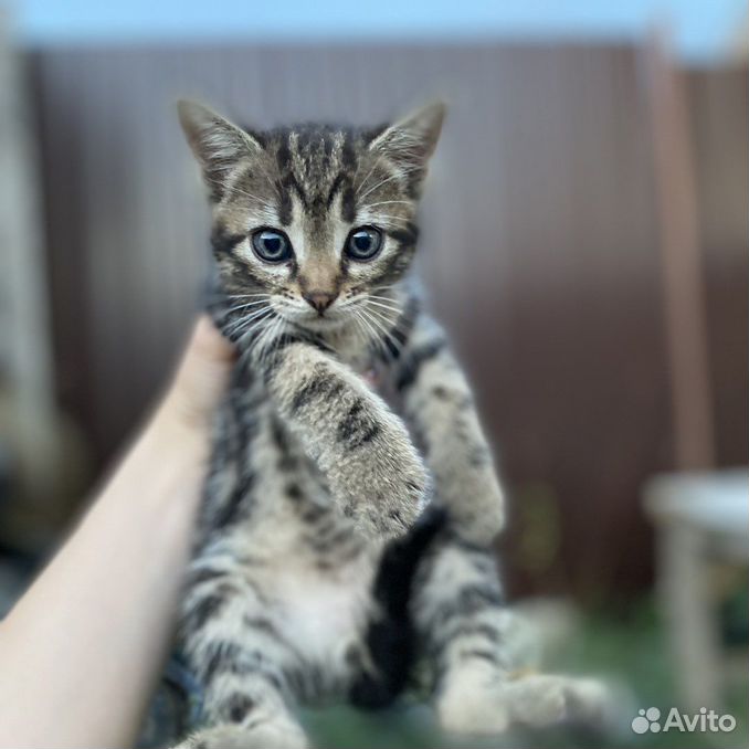 Полубенгалы