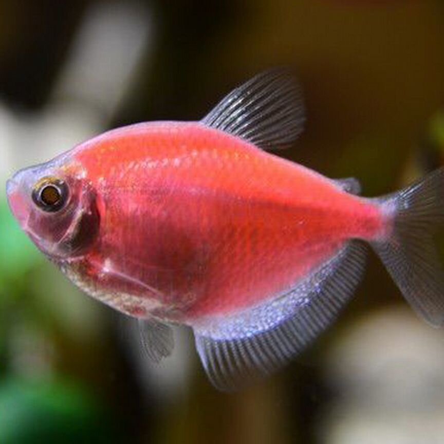 Аквариумные рыбки Тернеция glofish