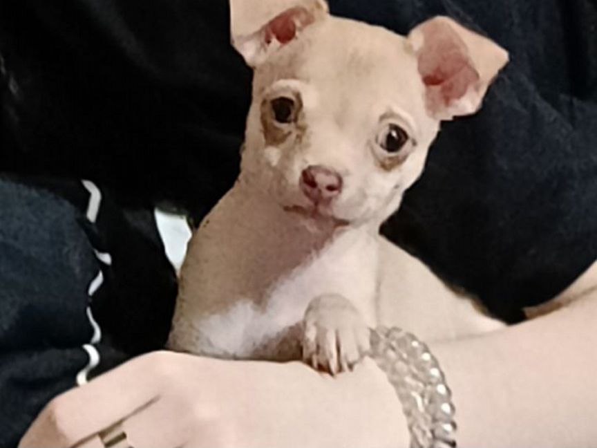 Чихуахуа девочка