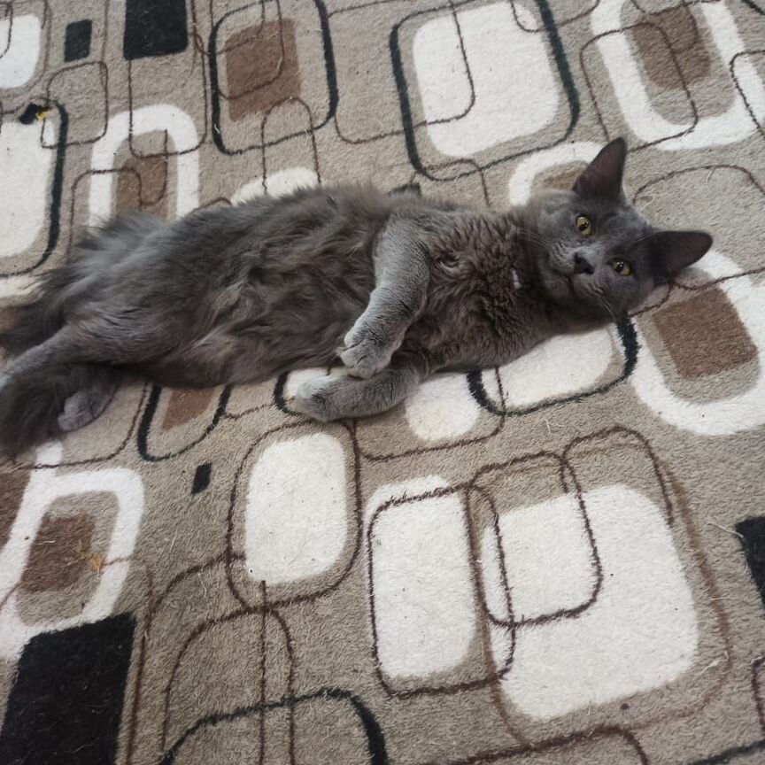 Котик Марик ищет дом