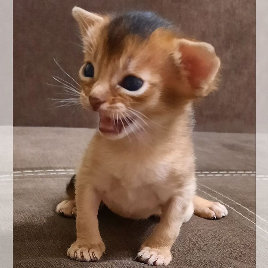 Абиссинский котёнок девочка