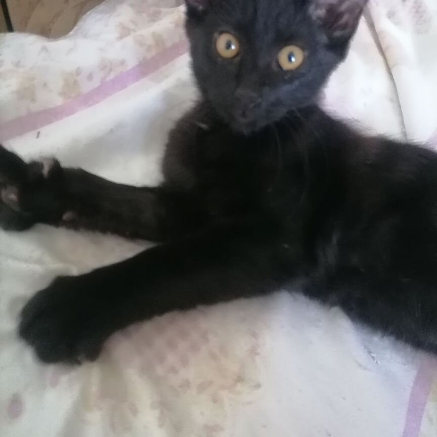 Кошка
