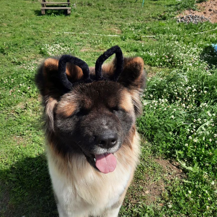 Американская акита вязка