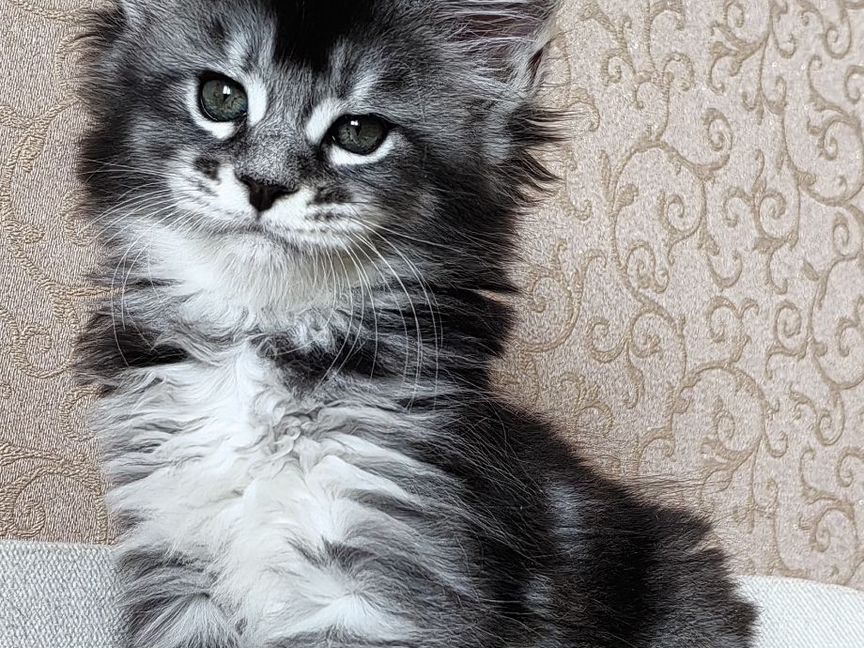 Лучшие котята Мейн кун