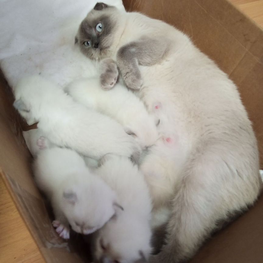 Шотландские котята
