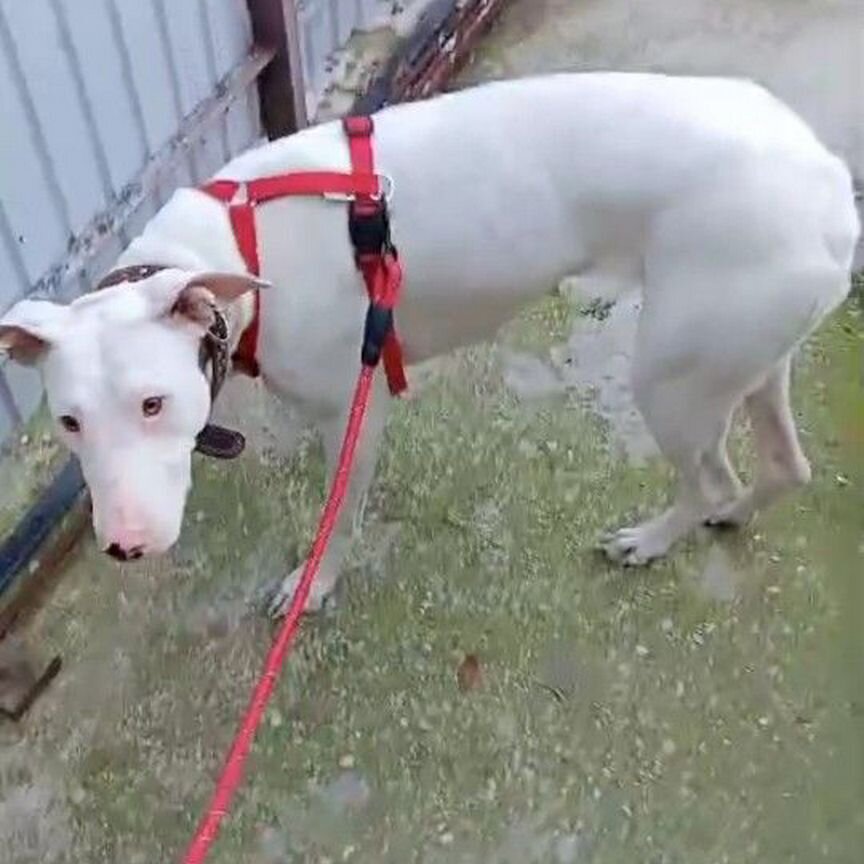 Собака альбинос дог