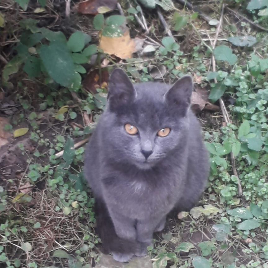 Котёнок ищет дом