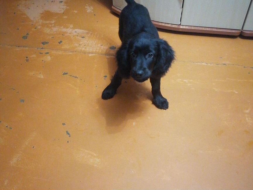 Собака в добрые руки щенок спаниель