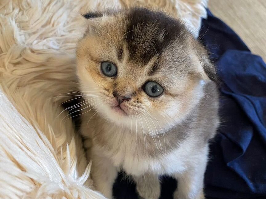 Котята британской золотой шиншиллы