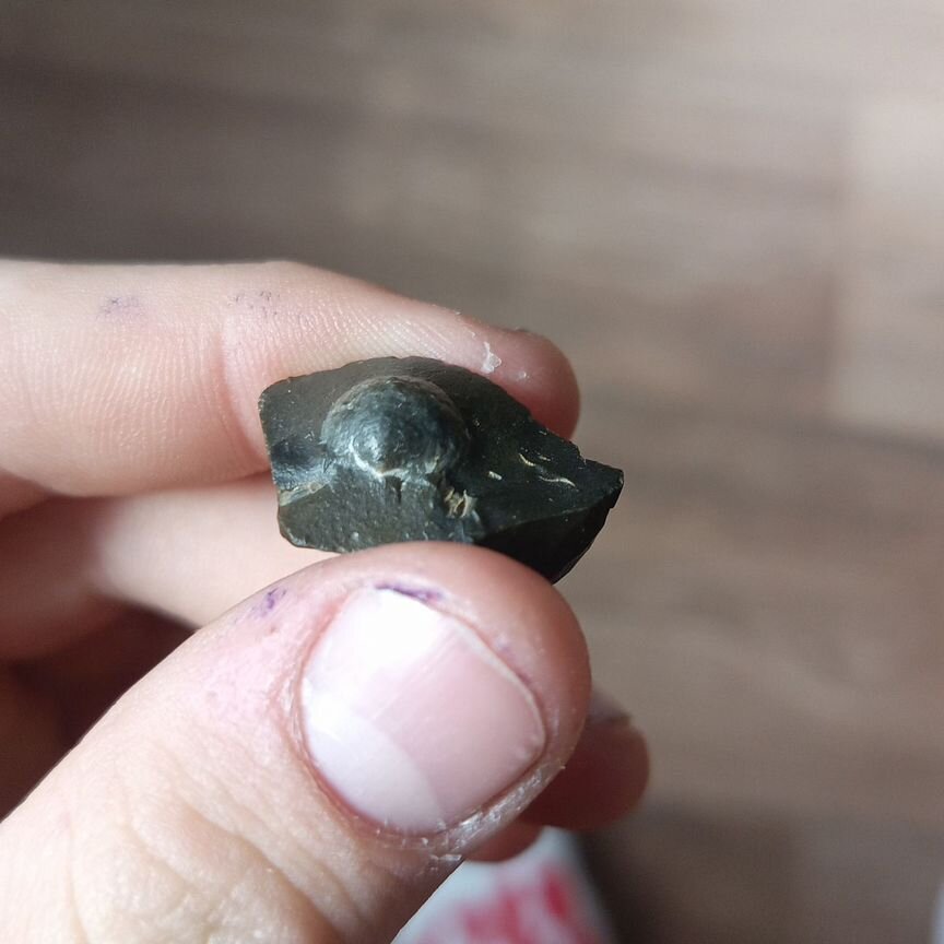 Окаменелая речная ракушка