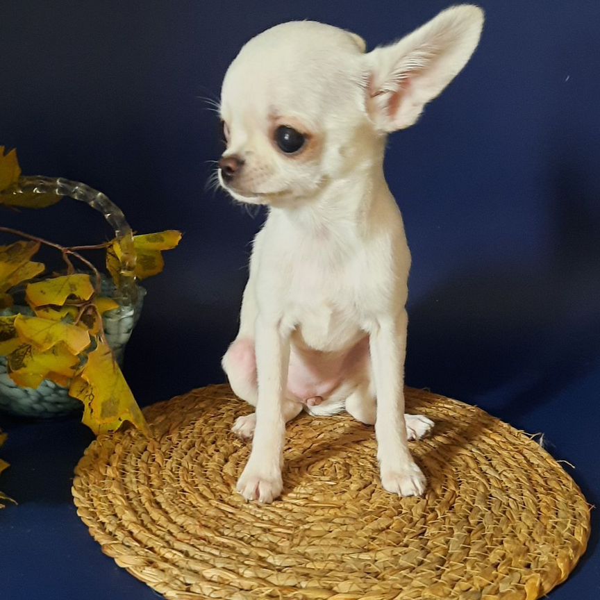 Чихуахуа, щенок