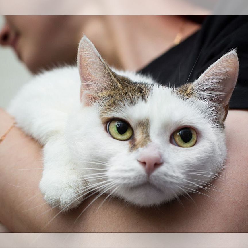 Триша. Нежнее нежного