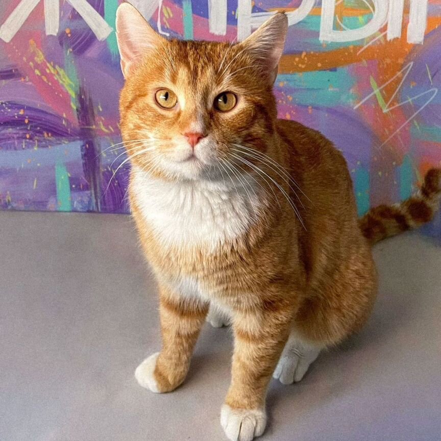 Рыжий кот Манго, ласковый молодой мальчик