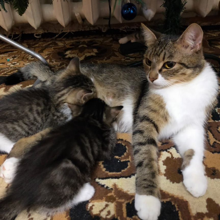 Две кошечки,и один кот