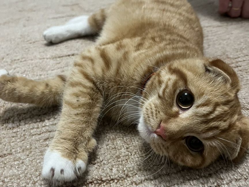 Британские котята вислоухие