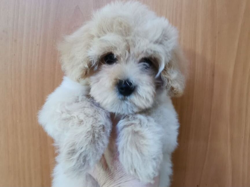 Мальтипу девочка