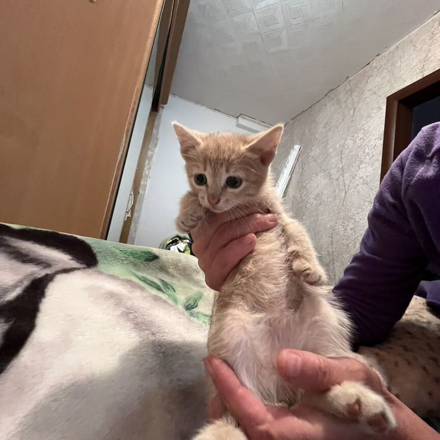 Рыжий котенок в добрые руки