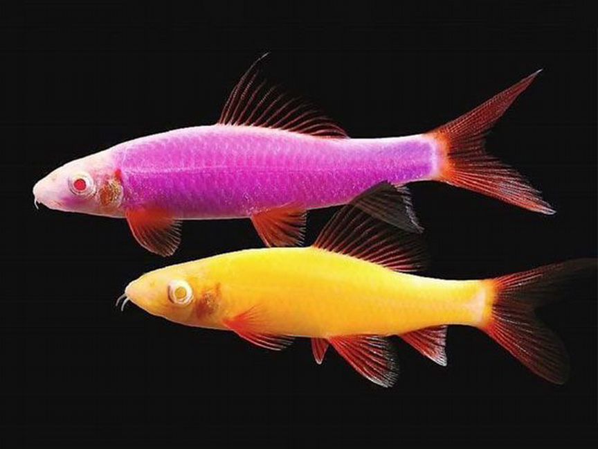 Лабео Гло (Glofish). Аквариумная рыбка