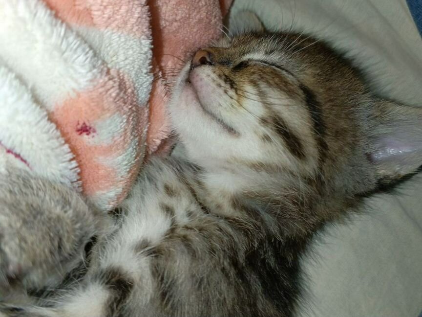 Котёнок