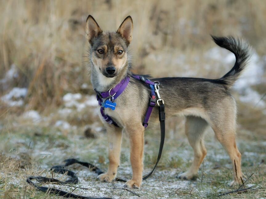 Собака прекрасная девочка