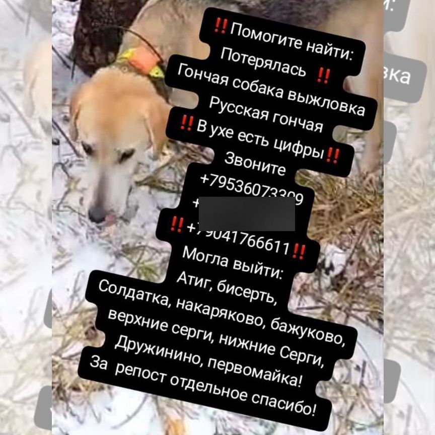 Потерялась собака просьба зафиксировать