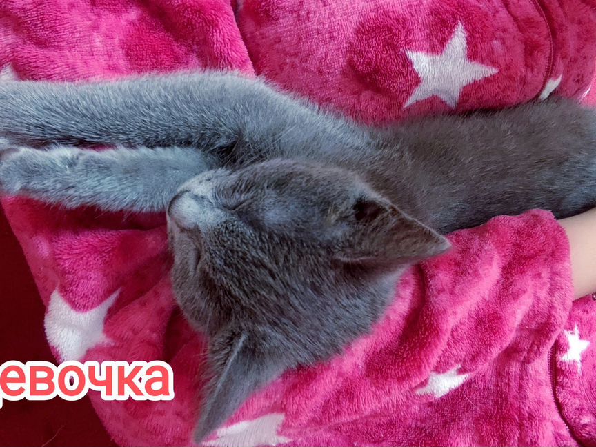 Самая ласковая кошечка