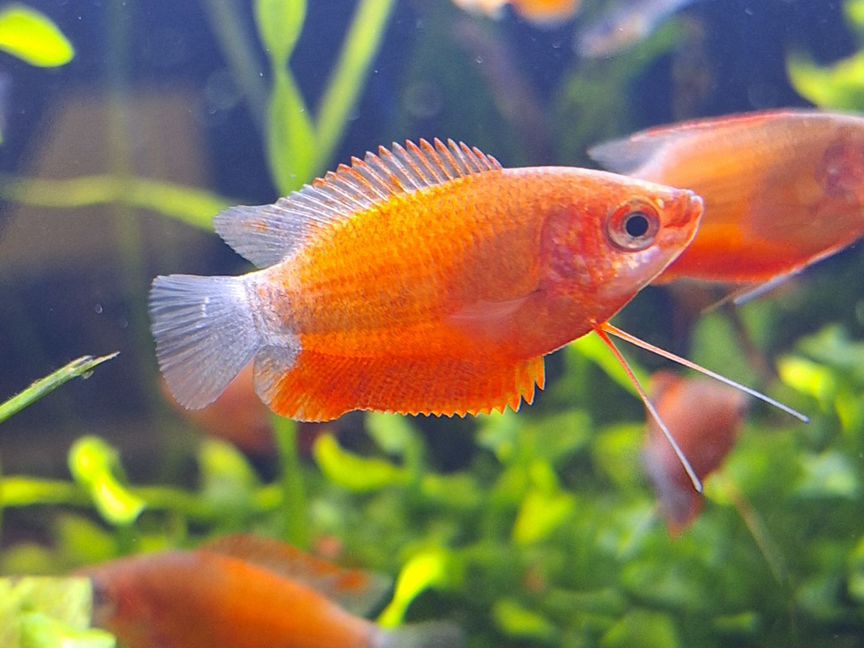 Гурами медовый красный