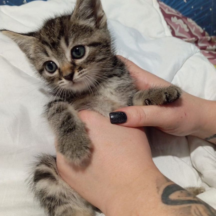 Котята метисы
