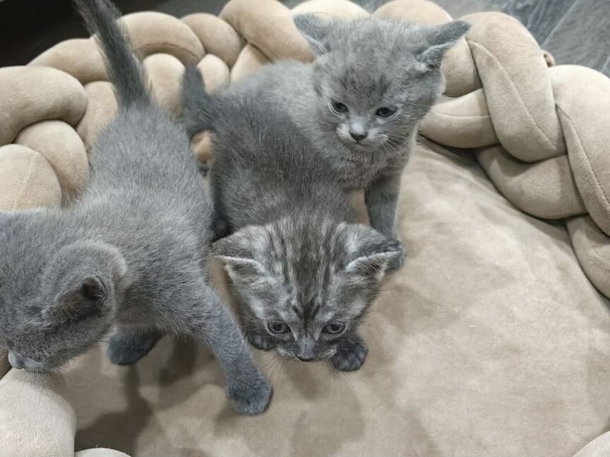 Котята полубританцы