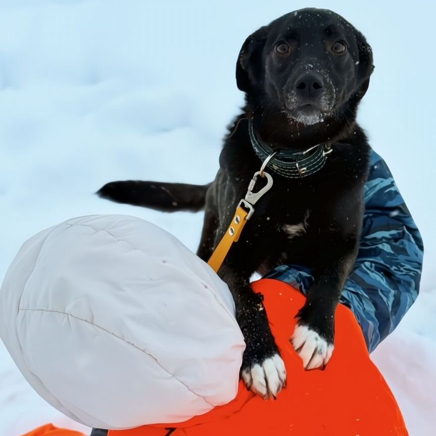 Щенок от частного владельца