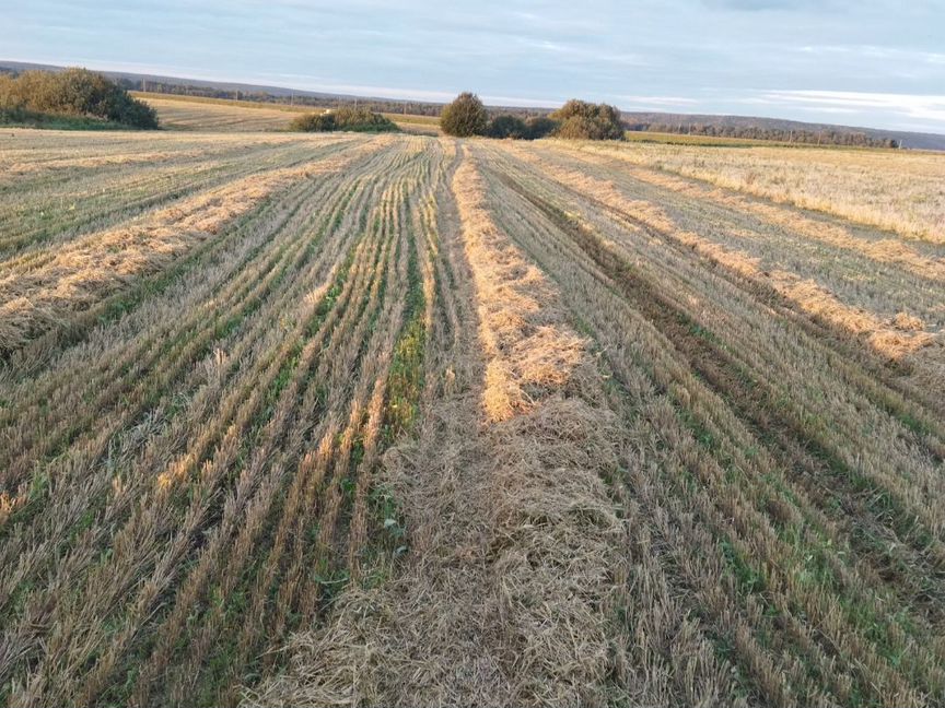 Ячменная солома в валках