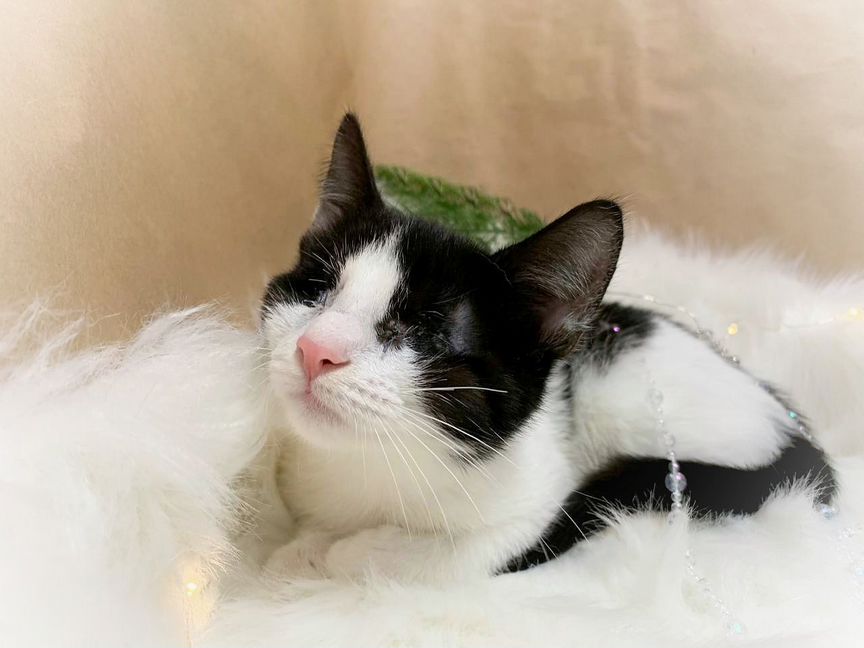 Котёнок без глазок