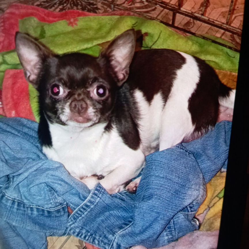 Чихуахуа, взрослая собака