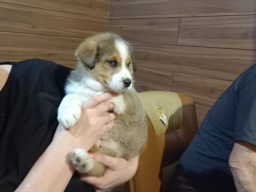 Отдаю в хорошие руки