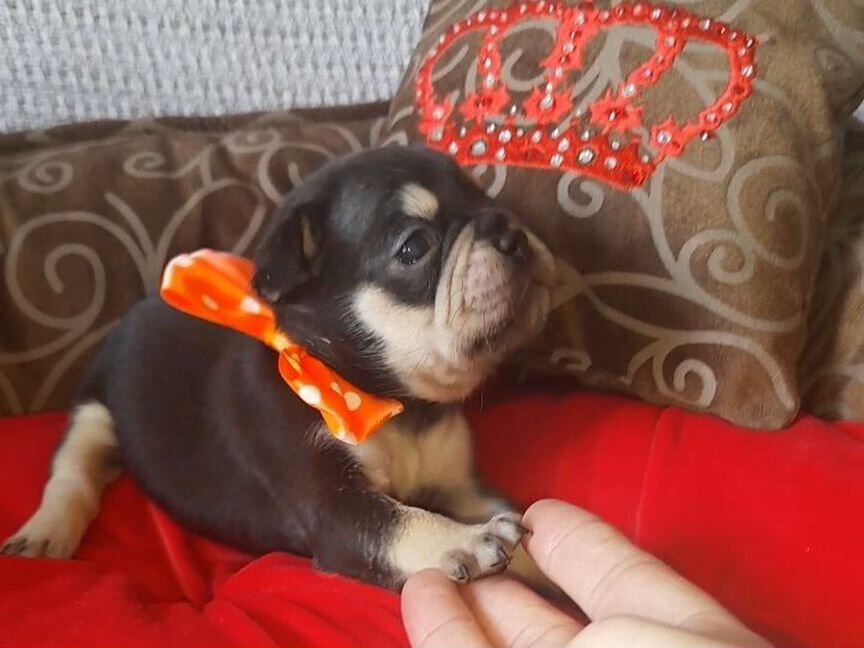 Французский бульдог щенки
