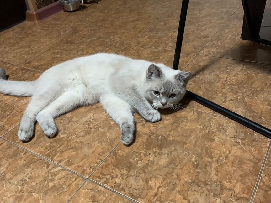 Кот британец